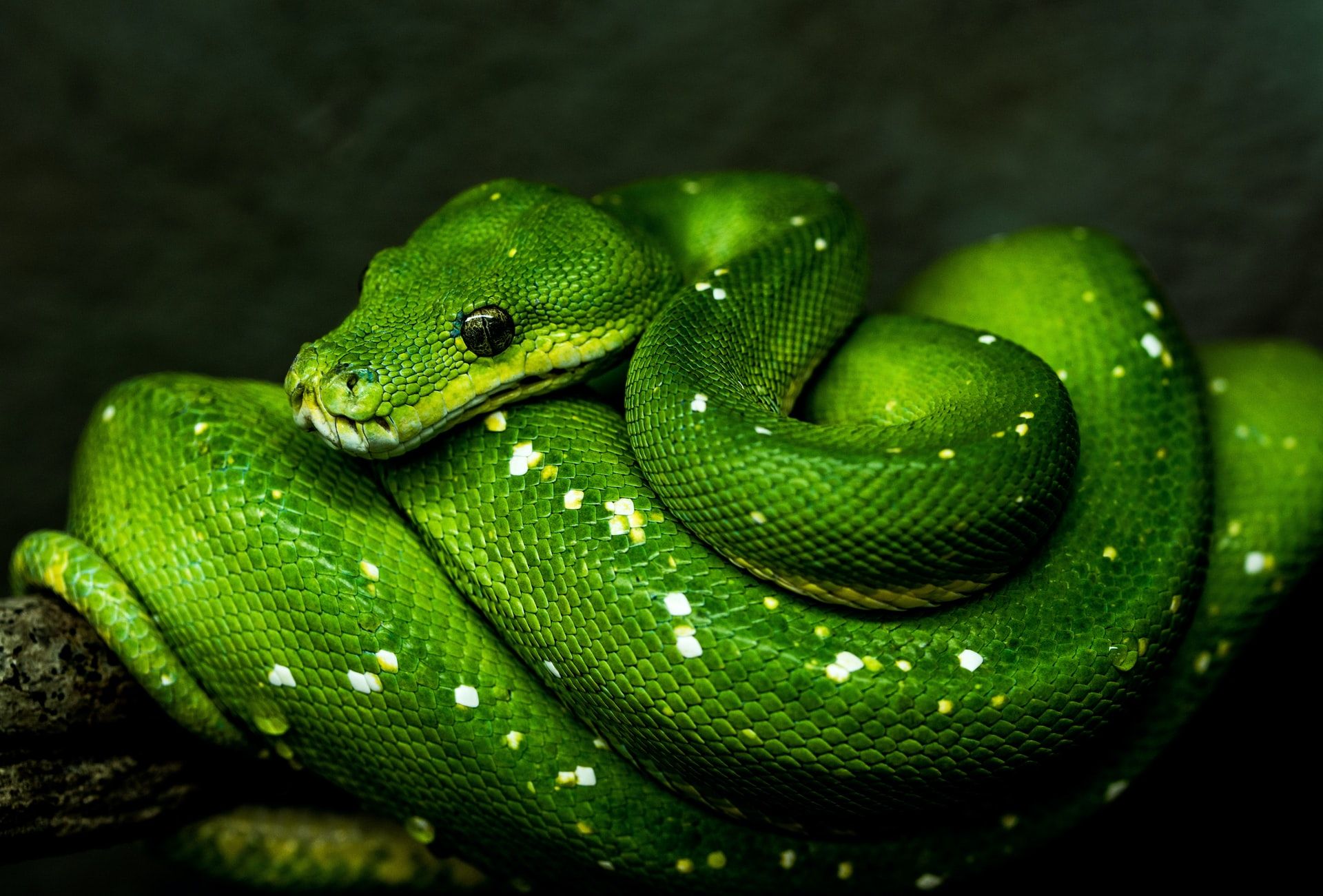 Automating your first test with Playwright and Python - WonderProxy Blog Automating your first test with Playwright and Python - WonderProxy Blog